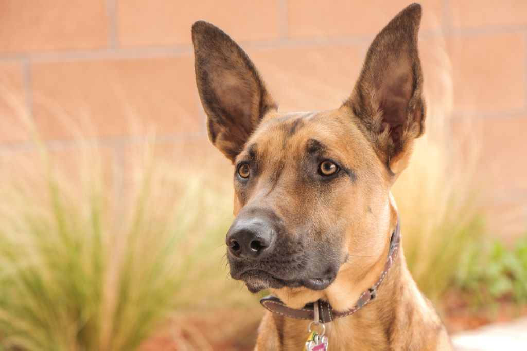 Sniffer Dogs and Parkinson's - Parkinson's Western Australia